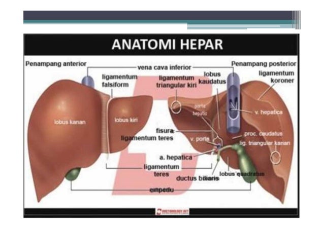 Anatomi hepar, lien, pankreas, vaskularisasi abdomen dan kelainan kon…