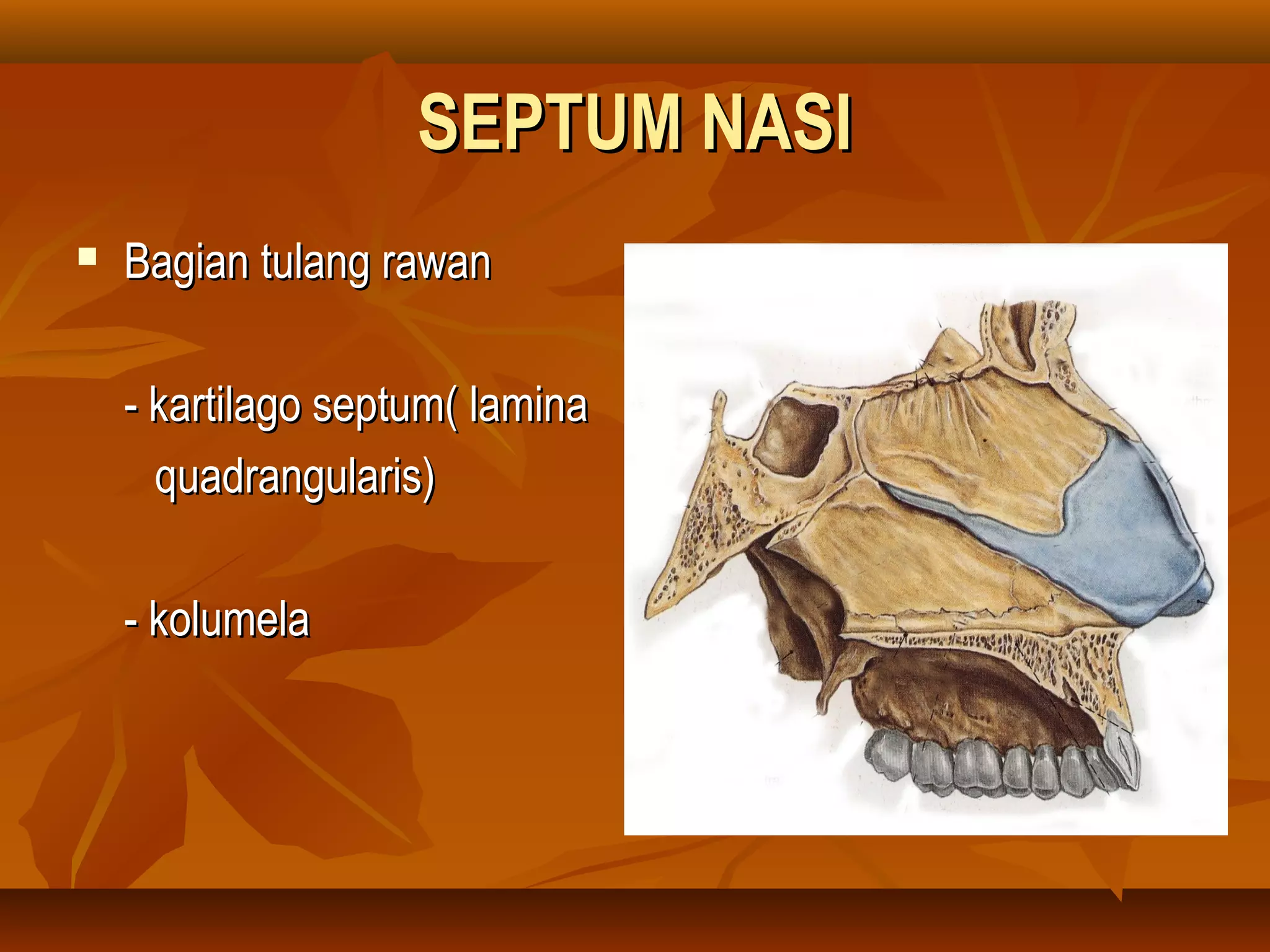 Anatomi hidung | PPT