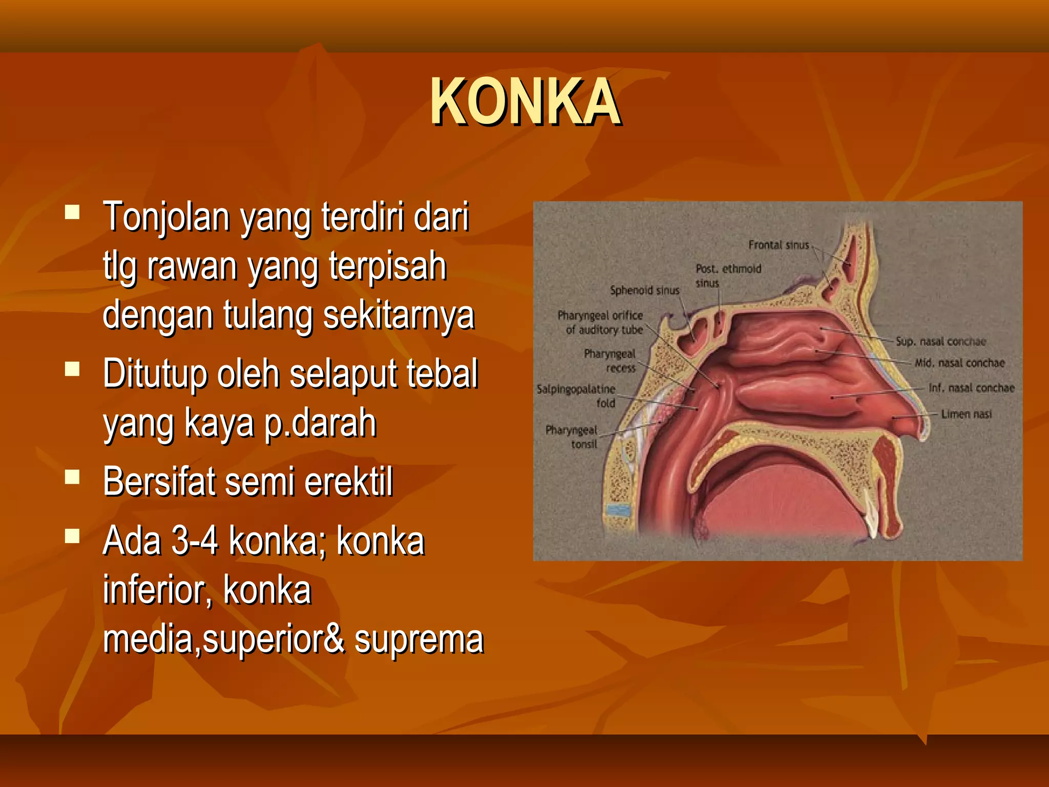 Anatomi hidung | PPT