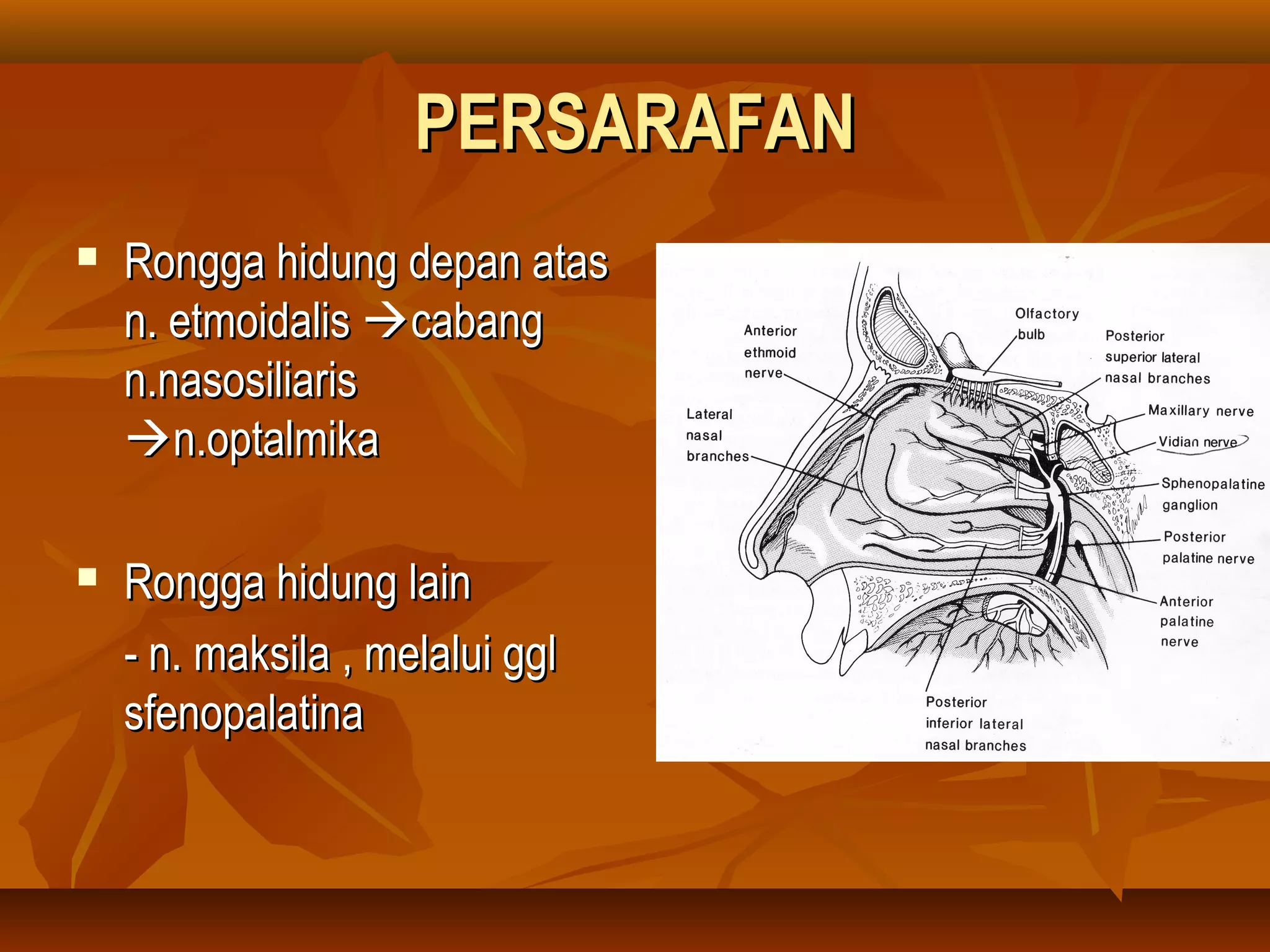 Anatomi hidung | PPT