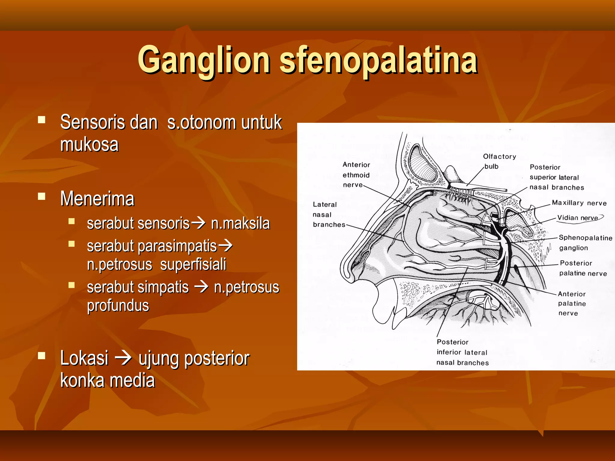 Anatomi hidung | PPT