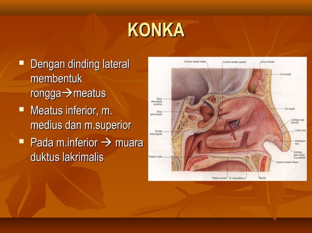 Anatomi hidung | PPT