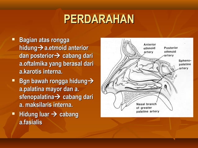 Anatomi hidung | PPT