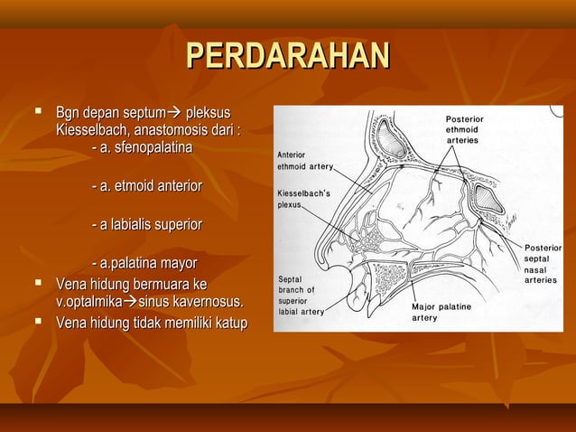 Anatomi hidung | PPT