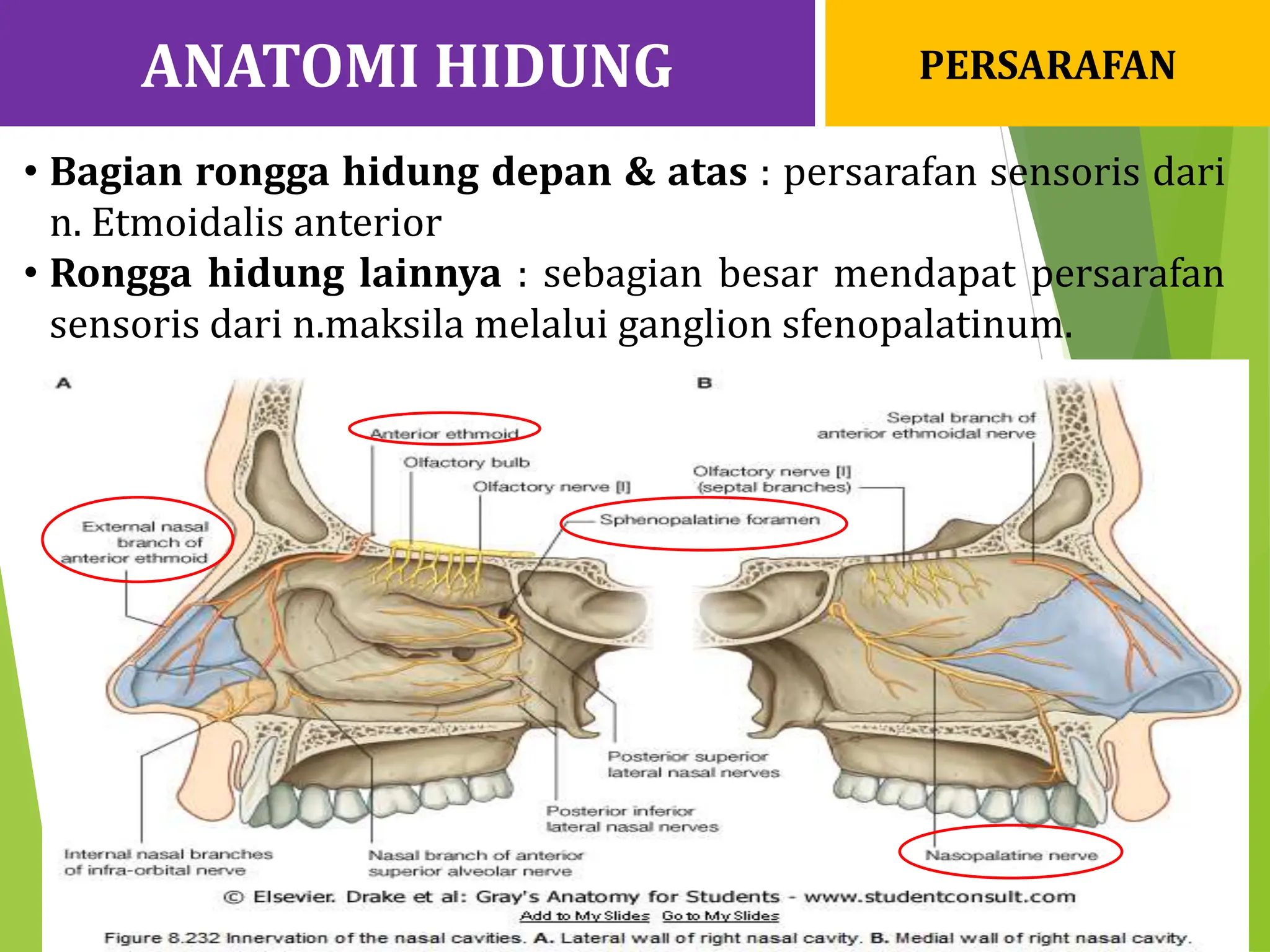 anatomi hidung dan sinus paranasal THT-KL unand | PPTX