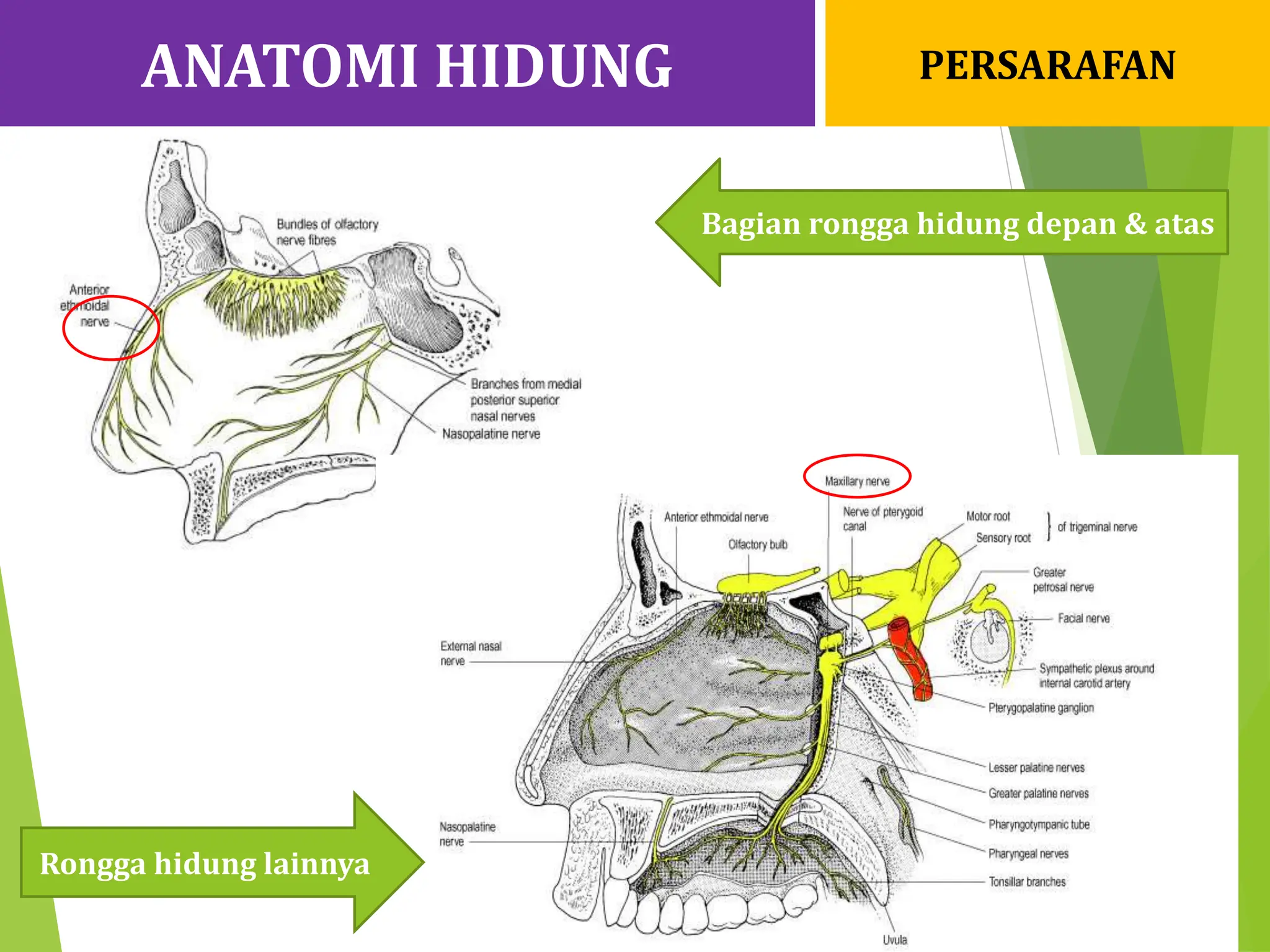 anatomi hidung dan sinus paranasal THT-KL unand | PPTX