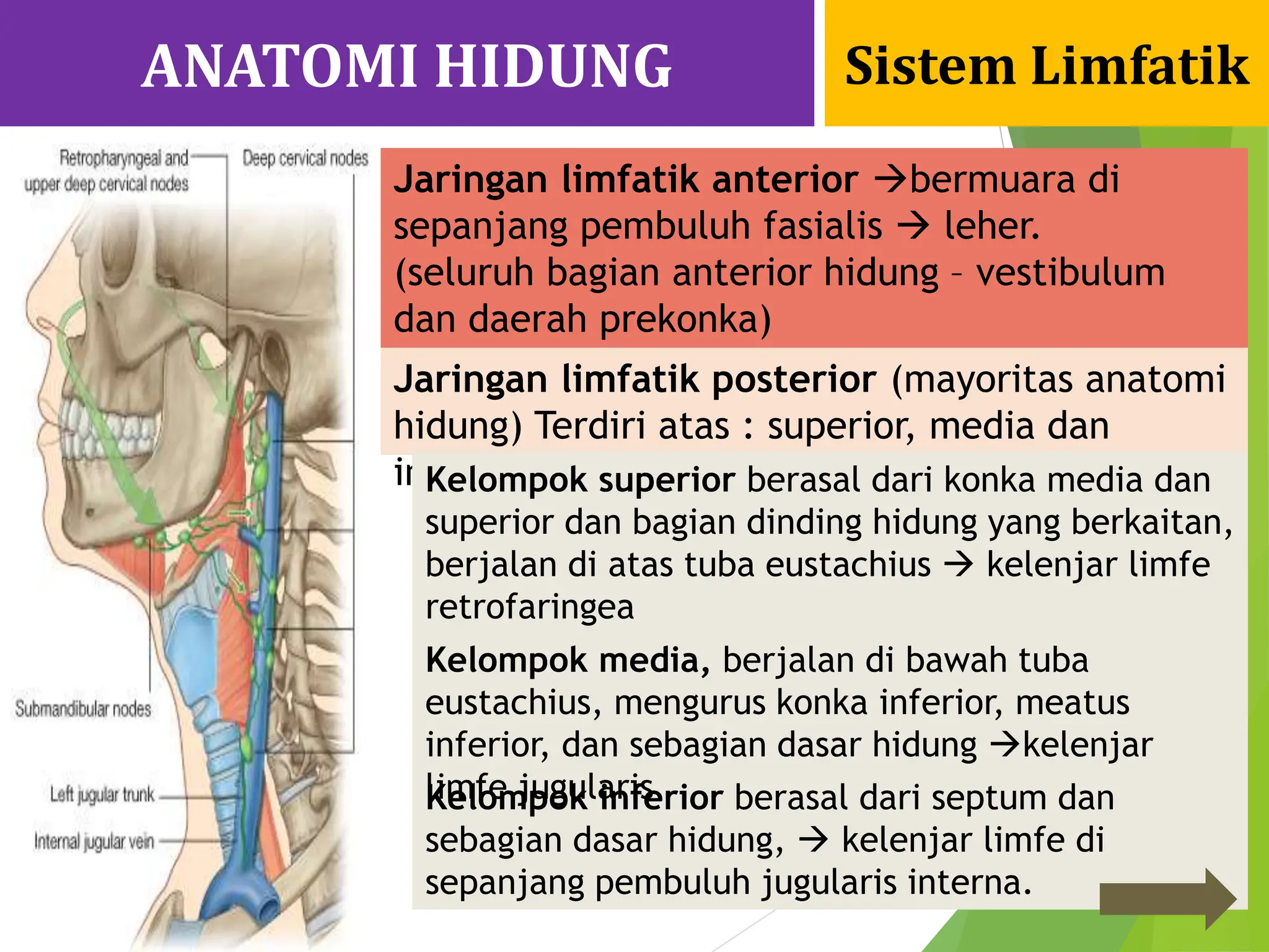 anatomi hidung dan sinus paranasal THT-KL unand | PPTX