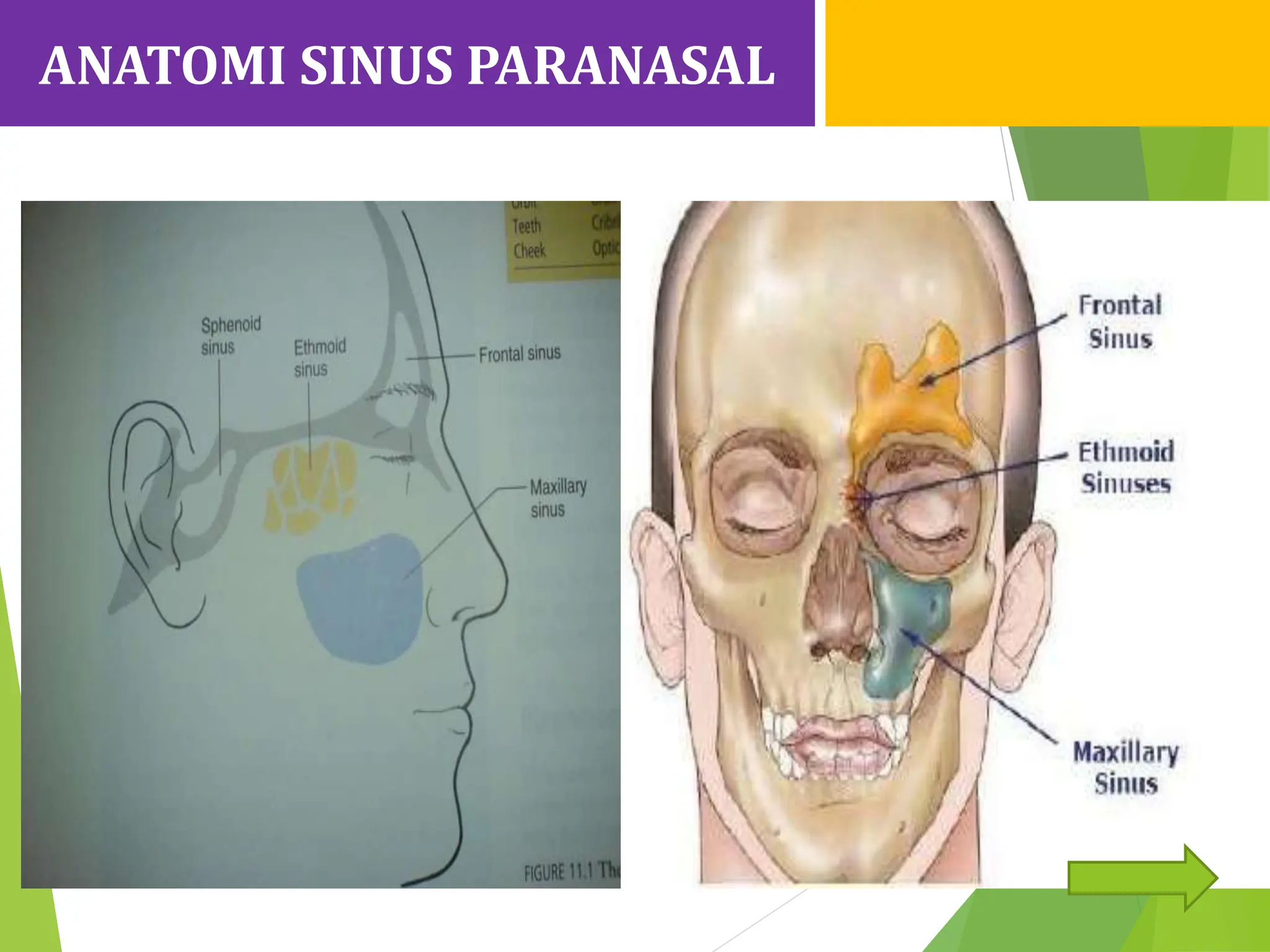 anatomi hidung dan sinus paranasal THT-KL unand | PPTX