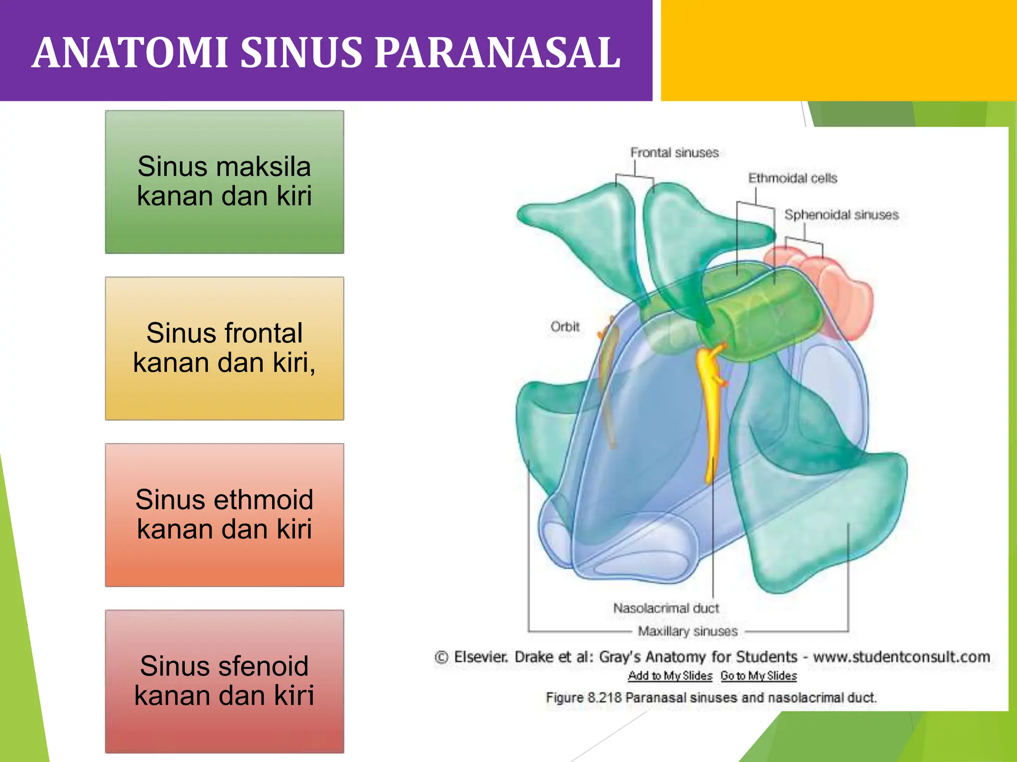 anatomi hidung dan sinus paranasal THT-KL unand | PPTX