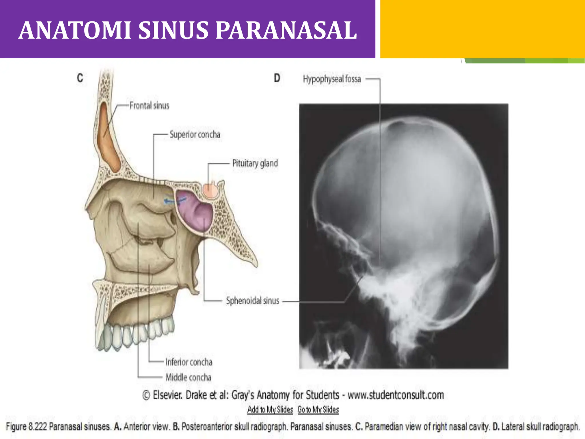 anatomi hidung dan sinus paranasal THT-KL unand | PPTX