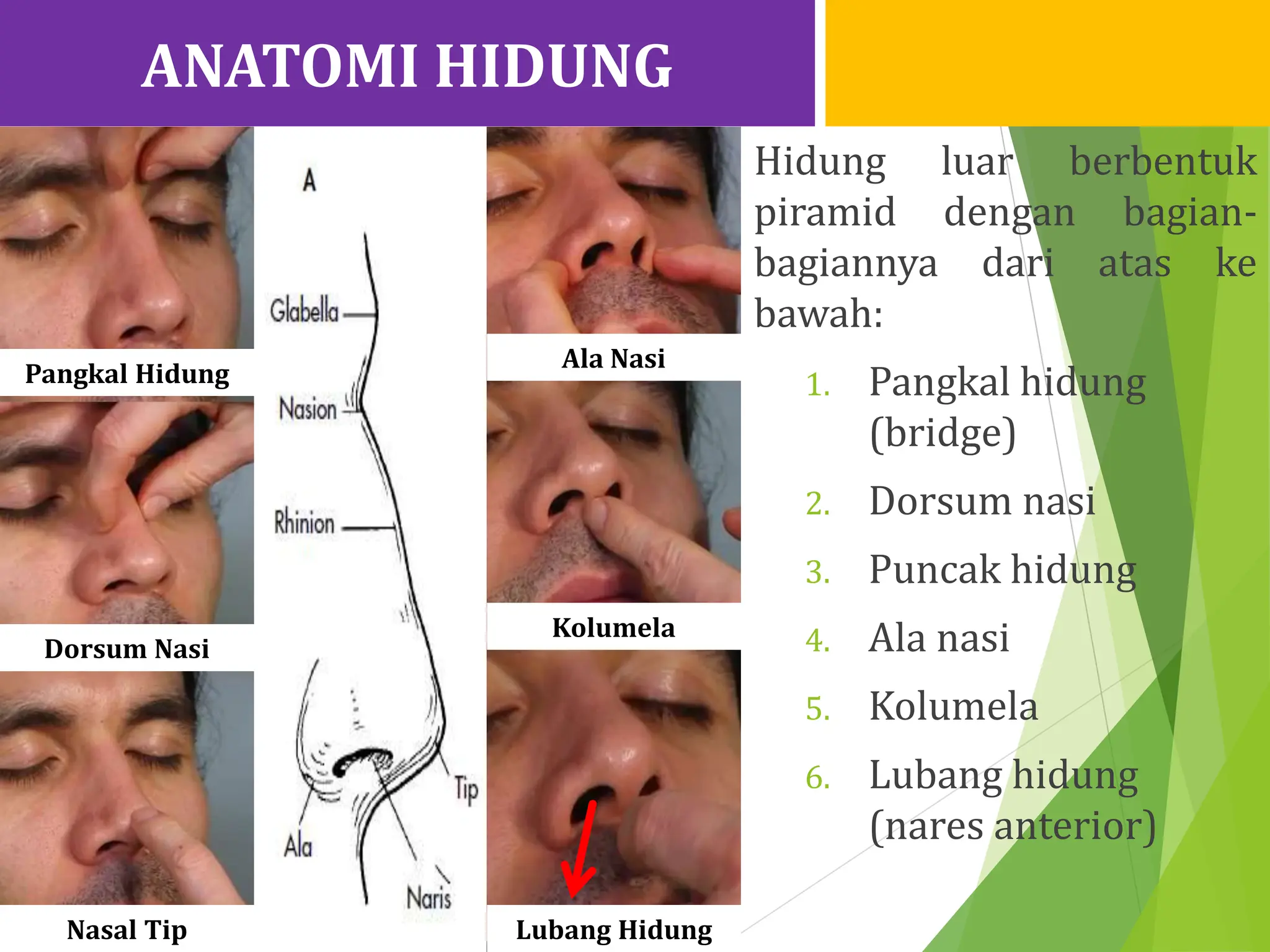 anatomi hidung dan sinus paranasal THT-KL unand | PPTX