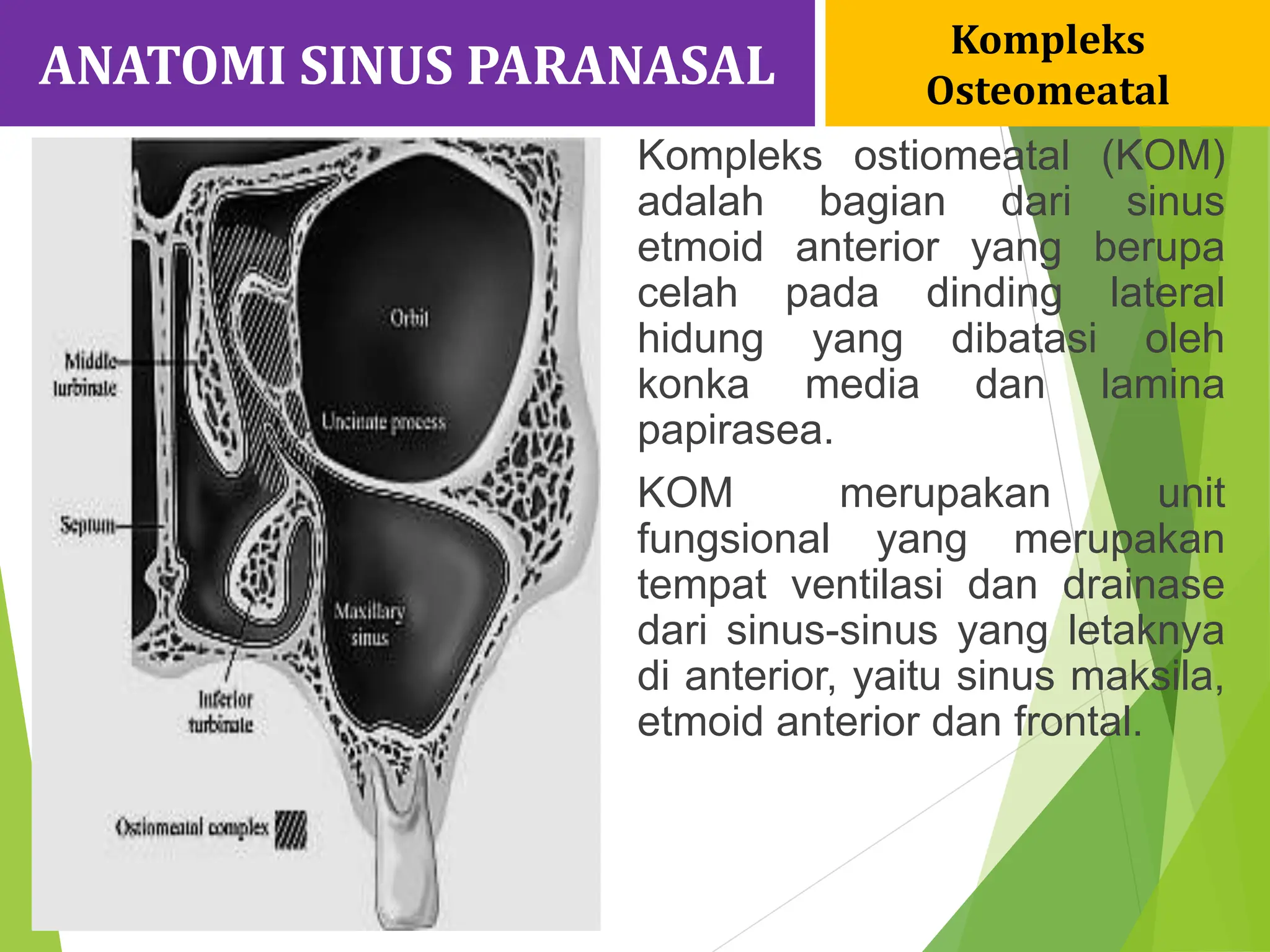 anatomi hidung dan sinus paranasal THT-KL unand | PPTX