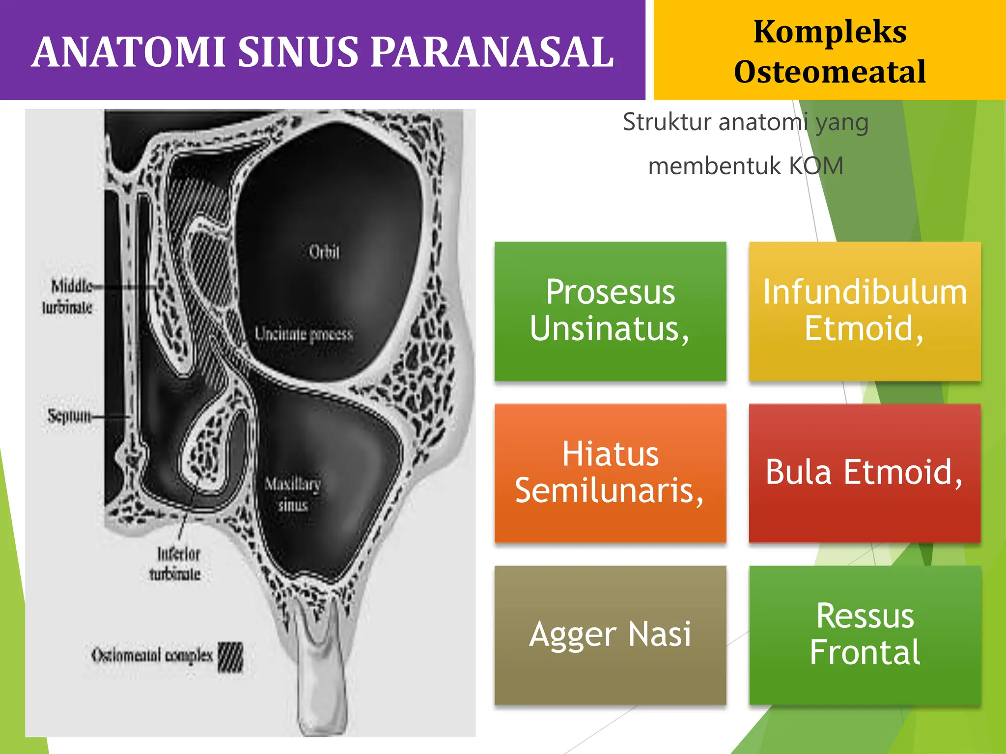 anatomi hidung dan sinus paranasal THT-KL unand | PPTX