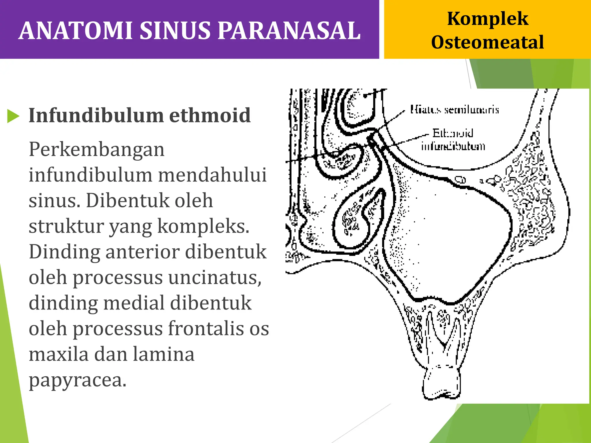 anatomi hidung dan sinus paranasal THT-KL unand | PPTX