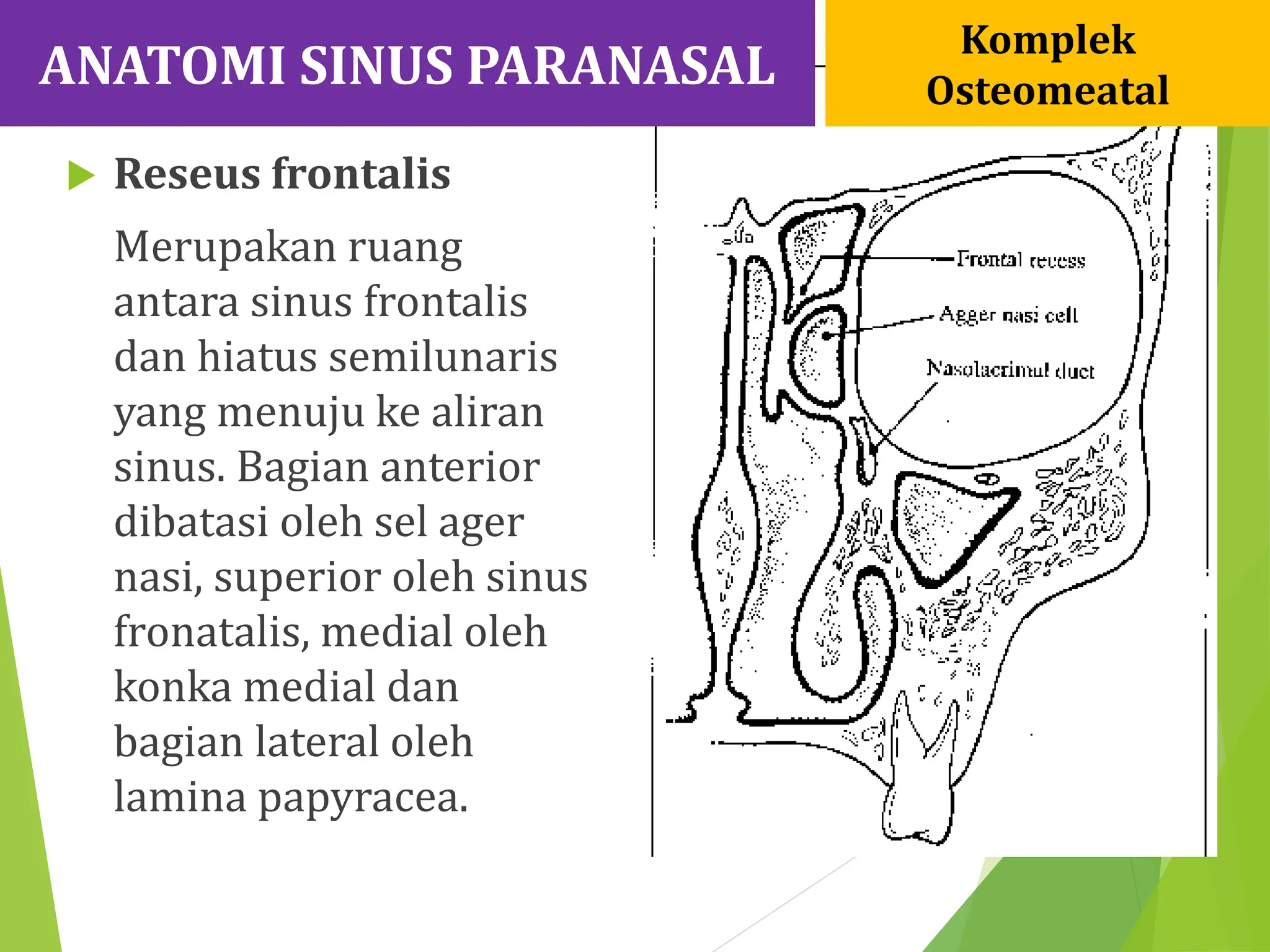 anatomi hidung dan sinus paranasal THT-KL unand | PPTX