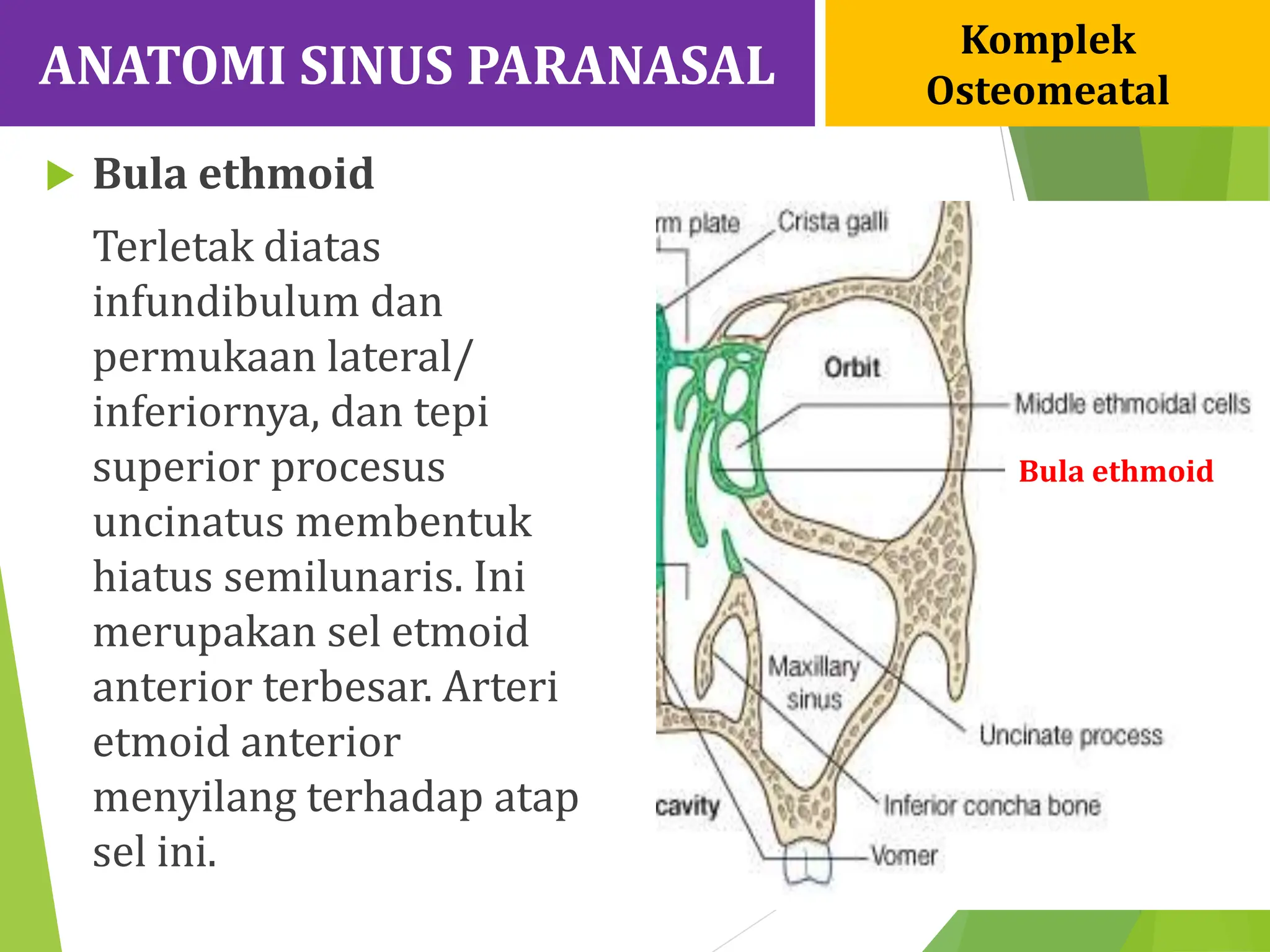 anatomi hidung dan sinus paranasal THT-KL unand | PPTX