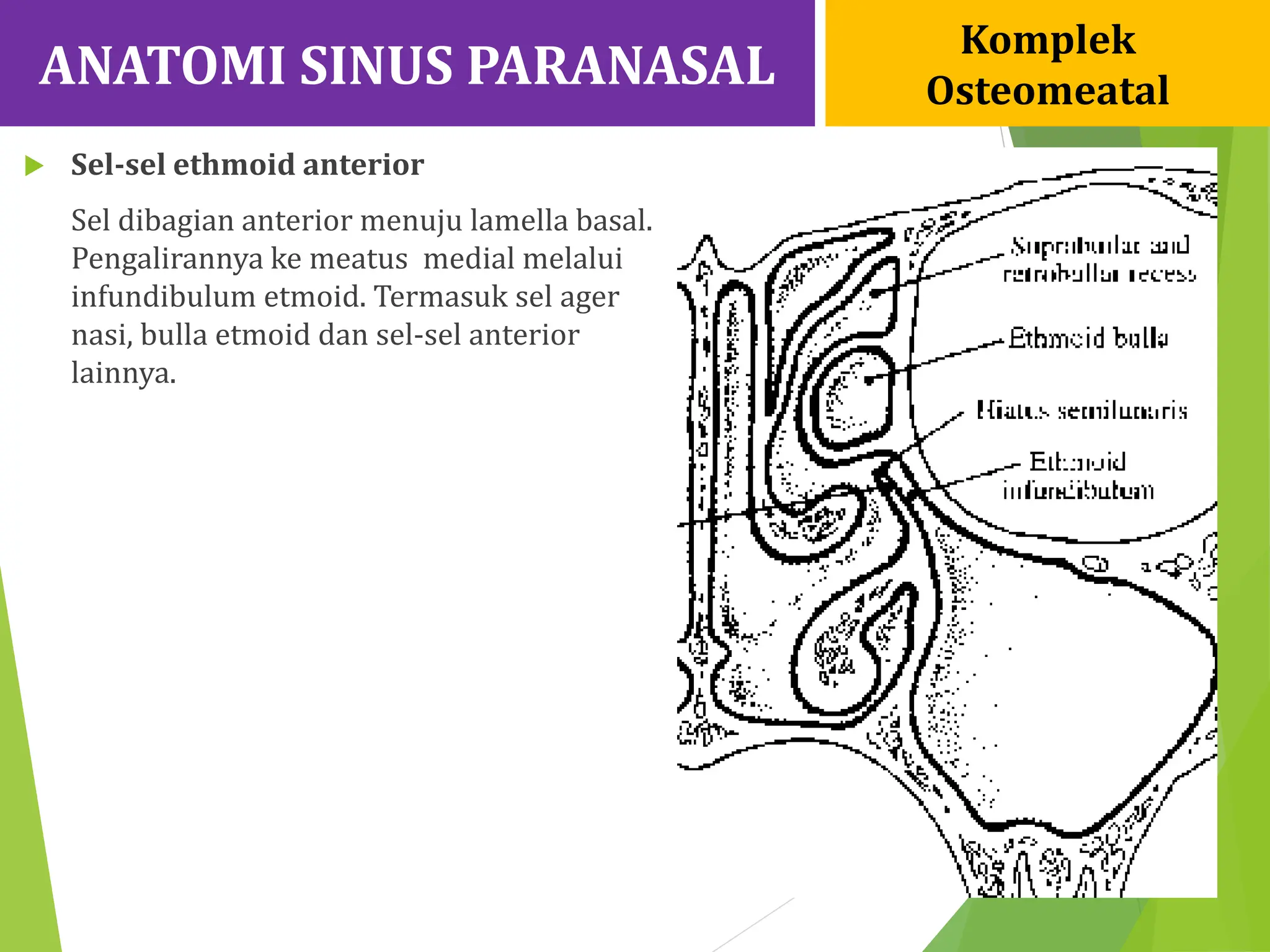 anatomi hidung dan sinus paranasal THT-KL unand | PPTX