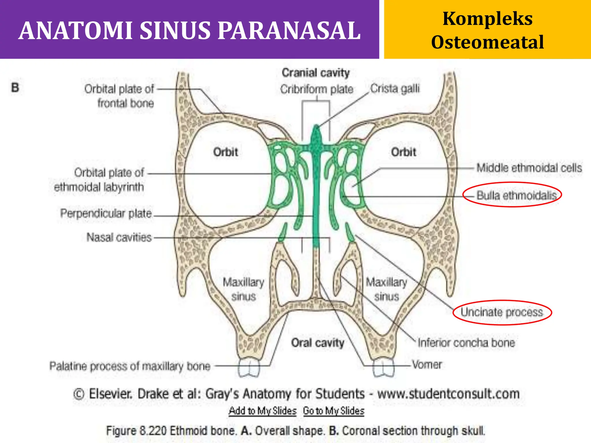 anatomi hidung dan sinus paranasal THT-KL unand | PPTX