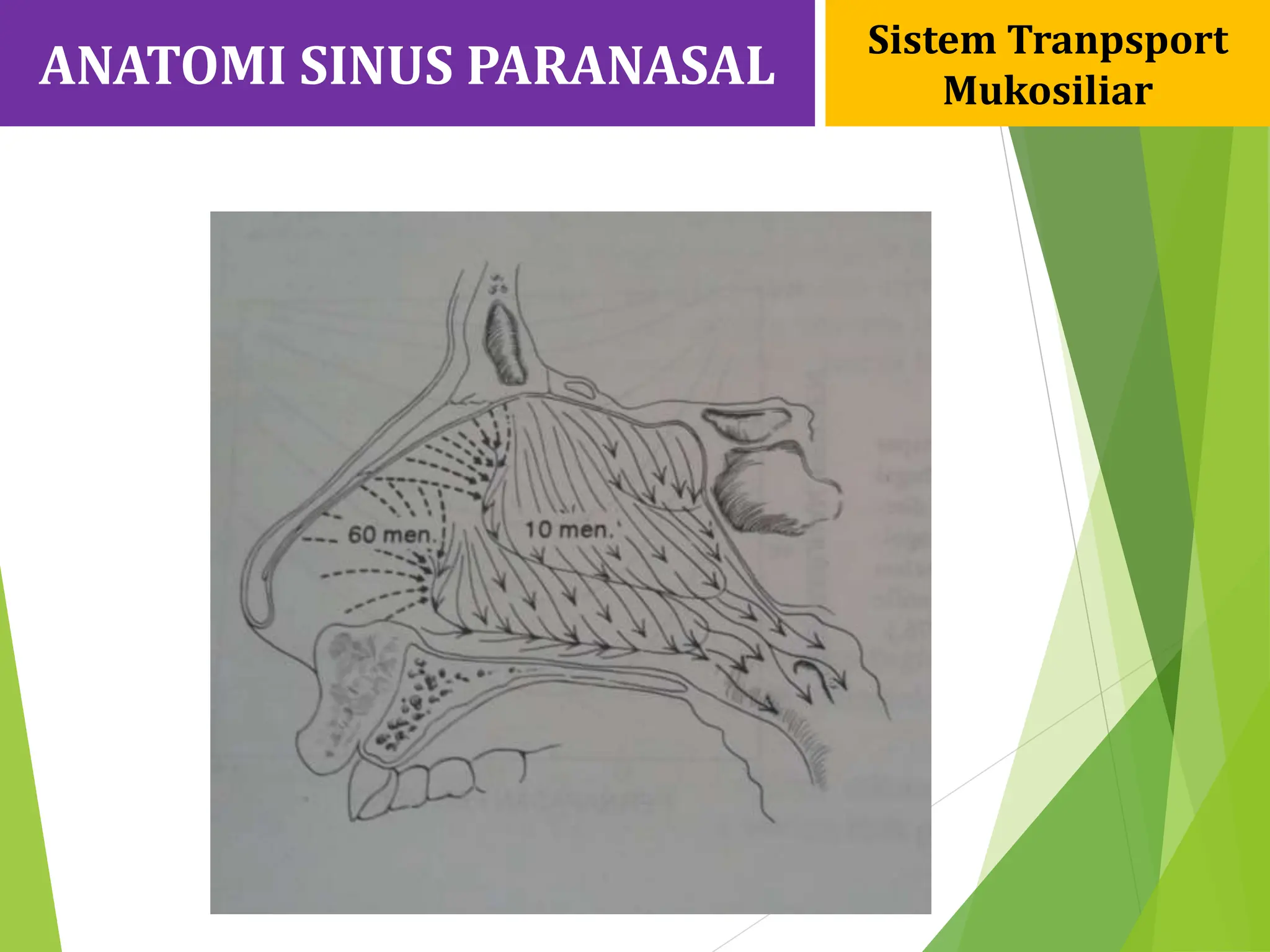 anatomi hidung dan sinus paranasal THT-KL unand | PPTX