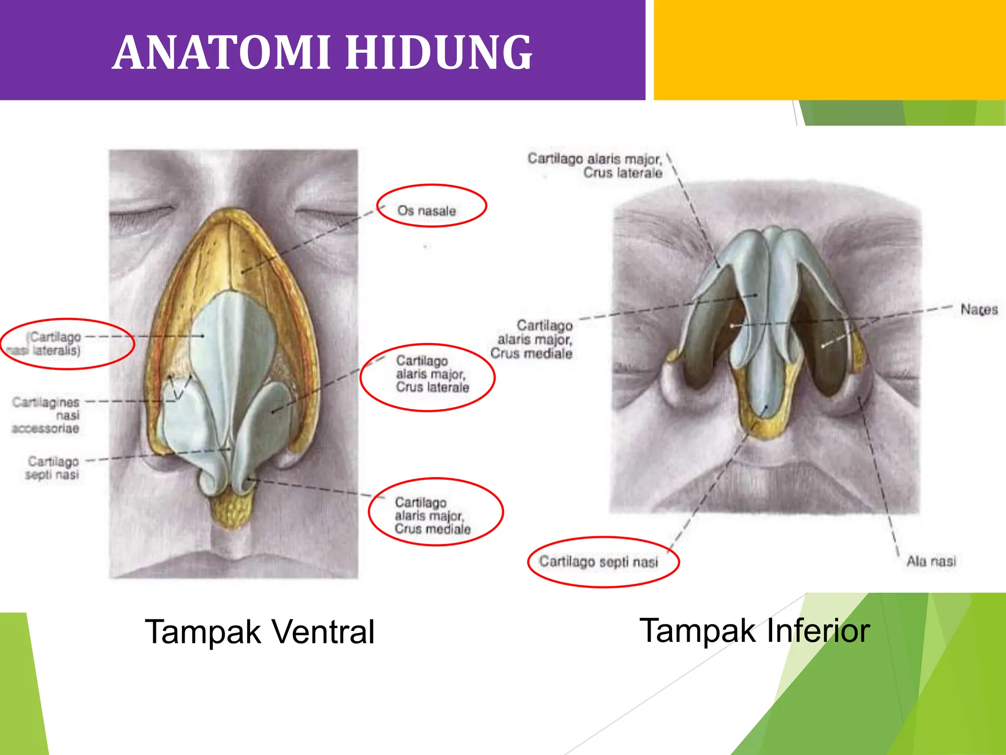 anatomi hidung dan sinus paranasal THT-KL unand | PPTX