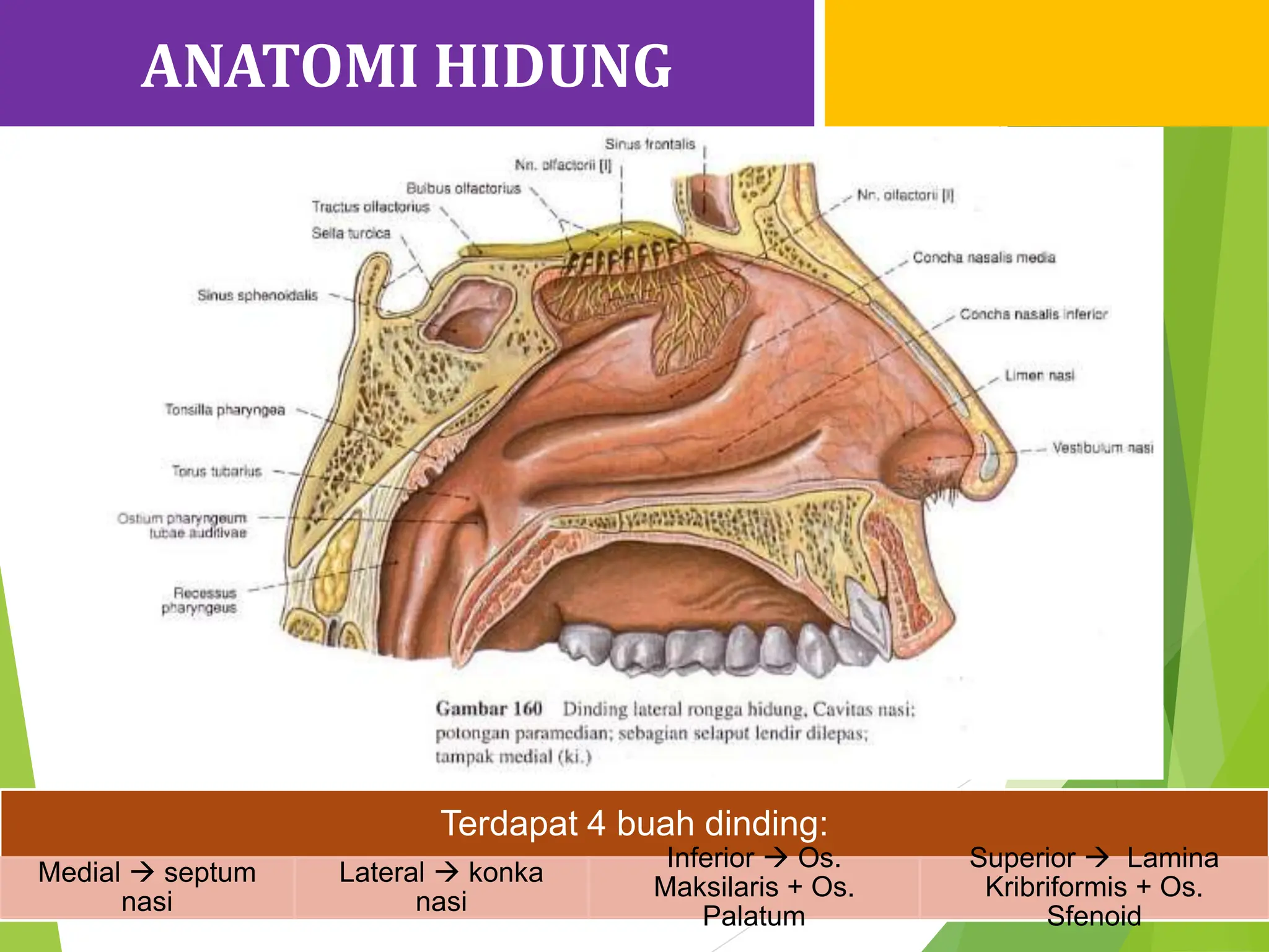 anatomi hidung dan sinus paranasal THT-KL unand | PPTX