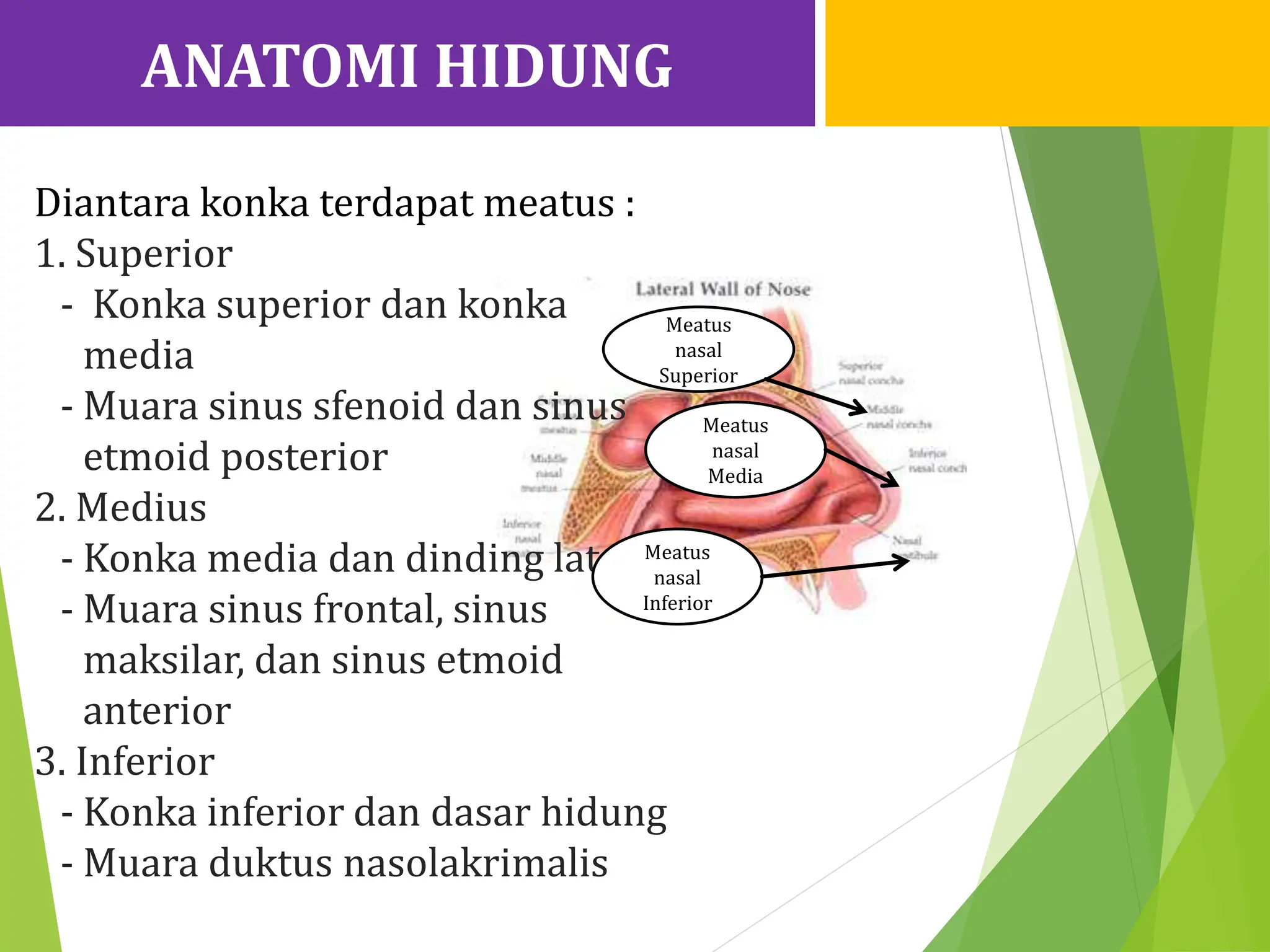 anatomi hidung dan sinus paranasal THT-KL unand | PPTX