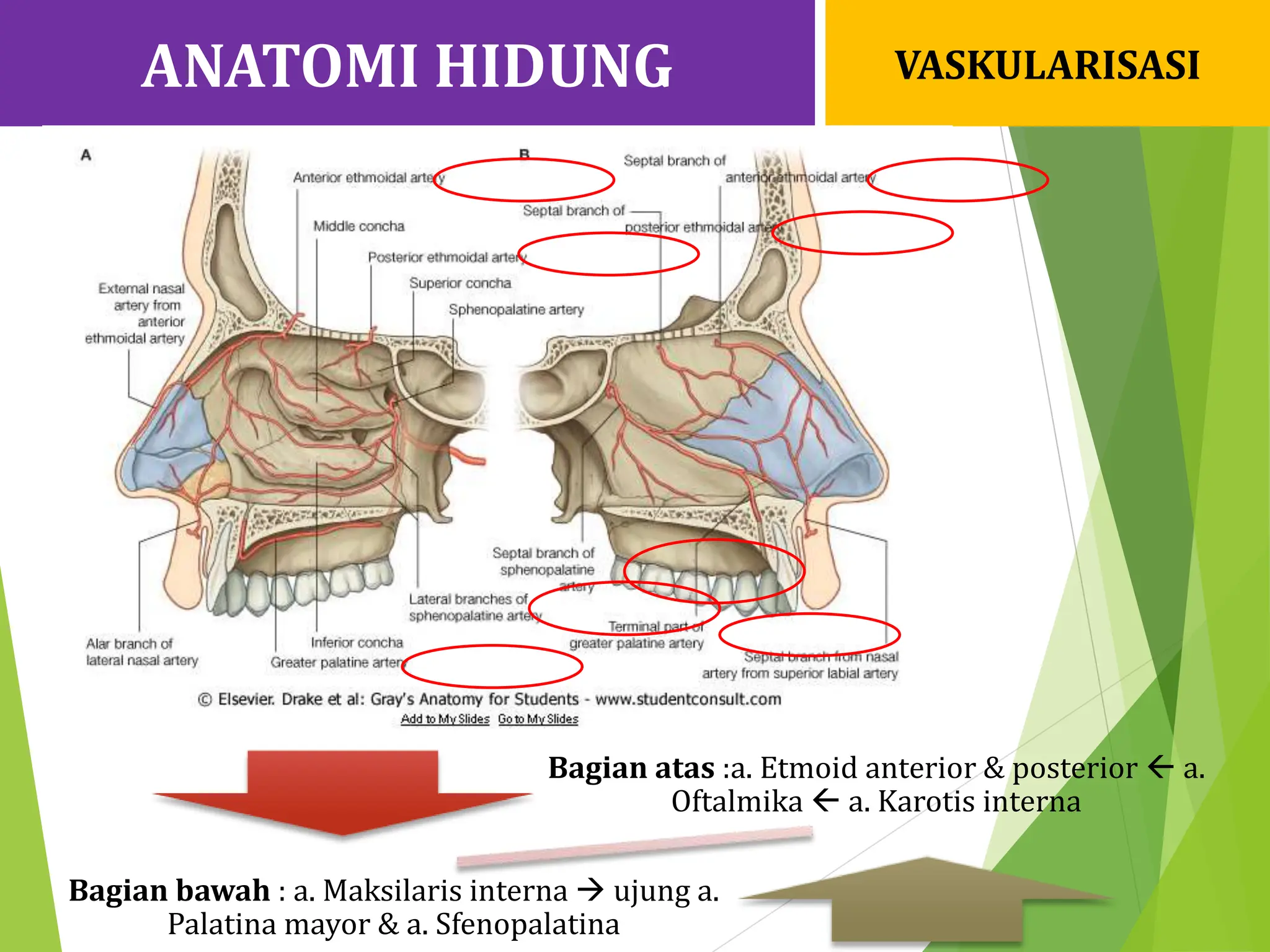 anatomi hidung dan sinus paranasal THT-KL unand | PPTX