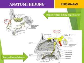 anatomi hidung dan sinus paranasal THT-KL unand | PPTX