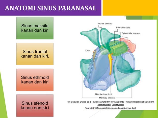 anatomi hidung dan sinus paranasal THT-KL unand | PPTX