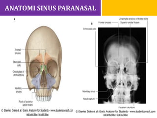 anatomi hidung dan sinus paranasal THT-KL unand | PPTX