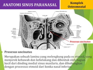 anatomi hidung dan sinus paranasal THT-KL unand | PPTX