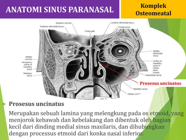 anatomi hidung dan sinus paranasal THT-KL unand | PPTX