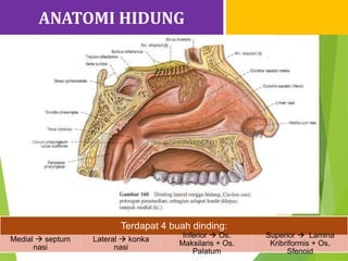 anatomi hidung dan sinus paranasal THT-KL unand | PPTX