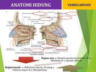 anatomi hidung dan sinus paranasal THT-KL unand | PPTX
