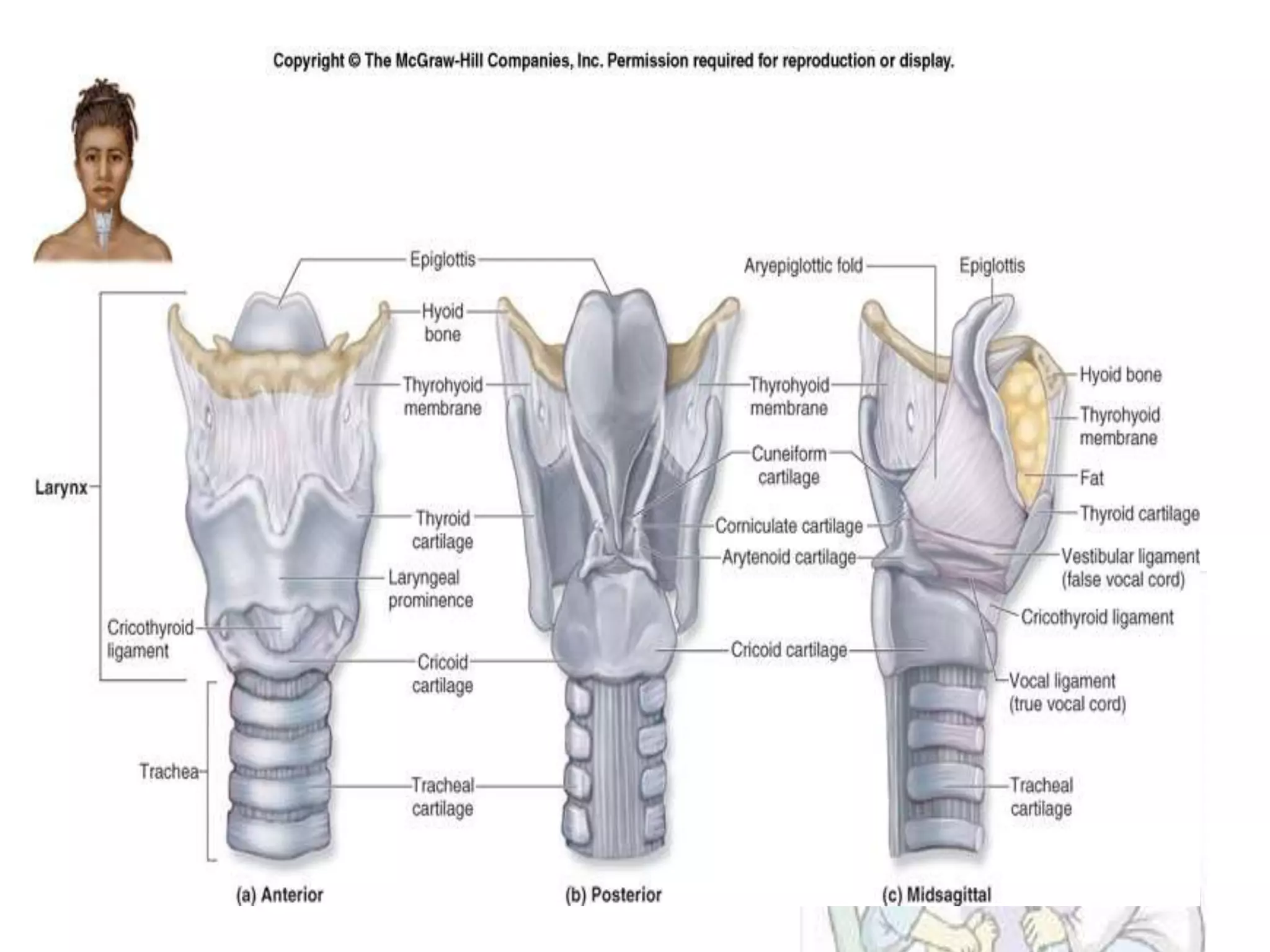 Anatomi hidung dan tenggorokan | PPTX