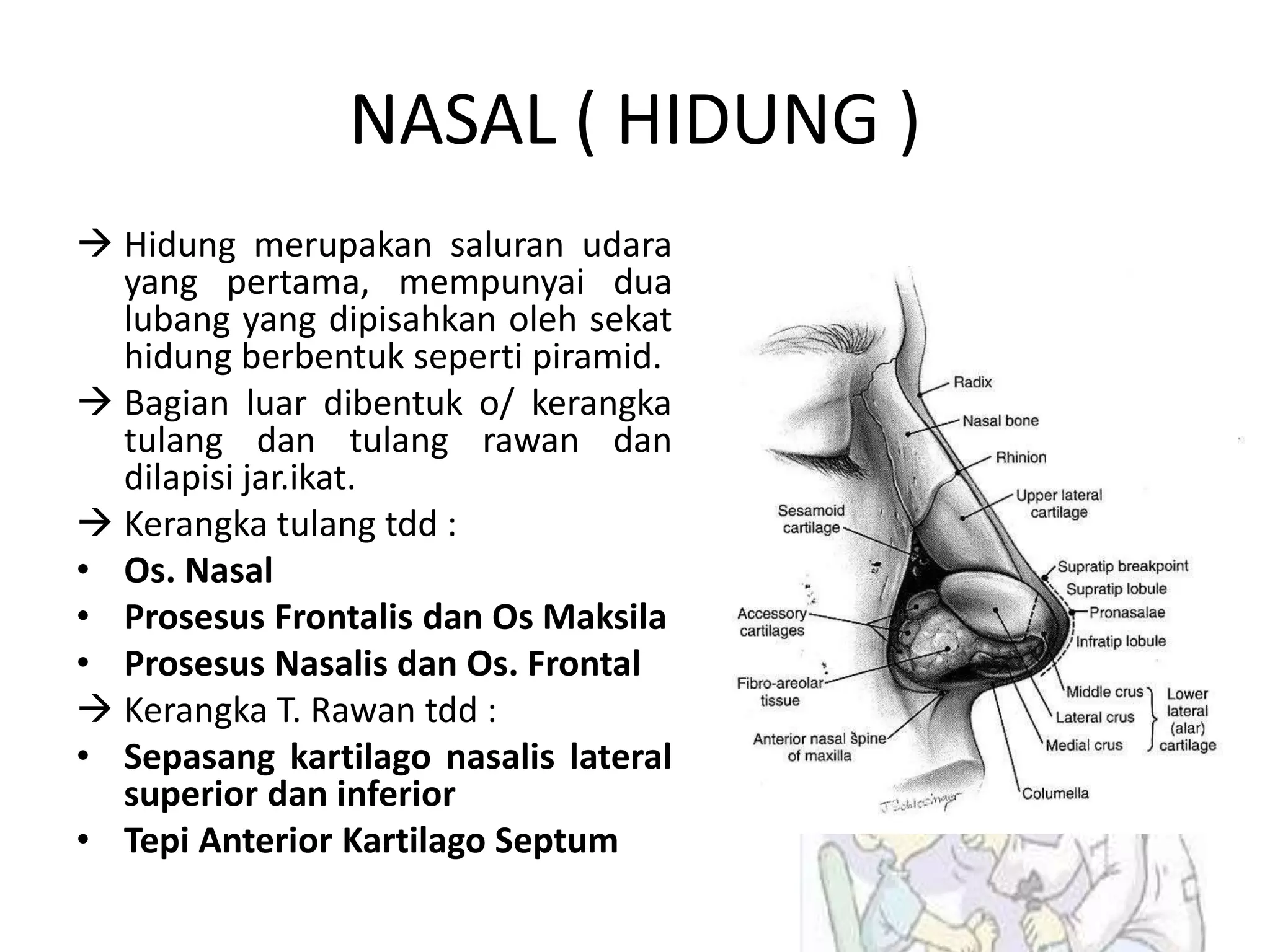 Anatomi hidung dan tenggorokan | PPTX