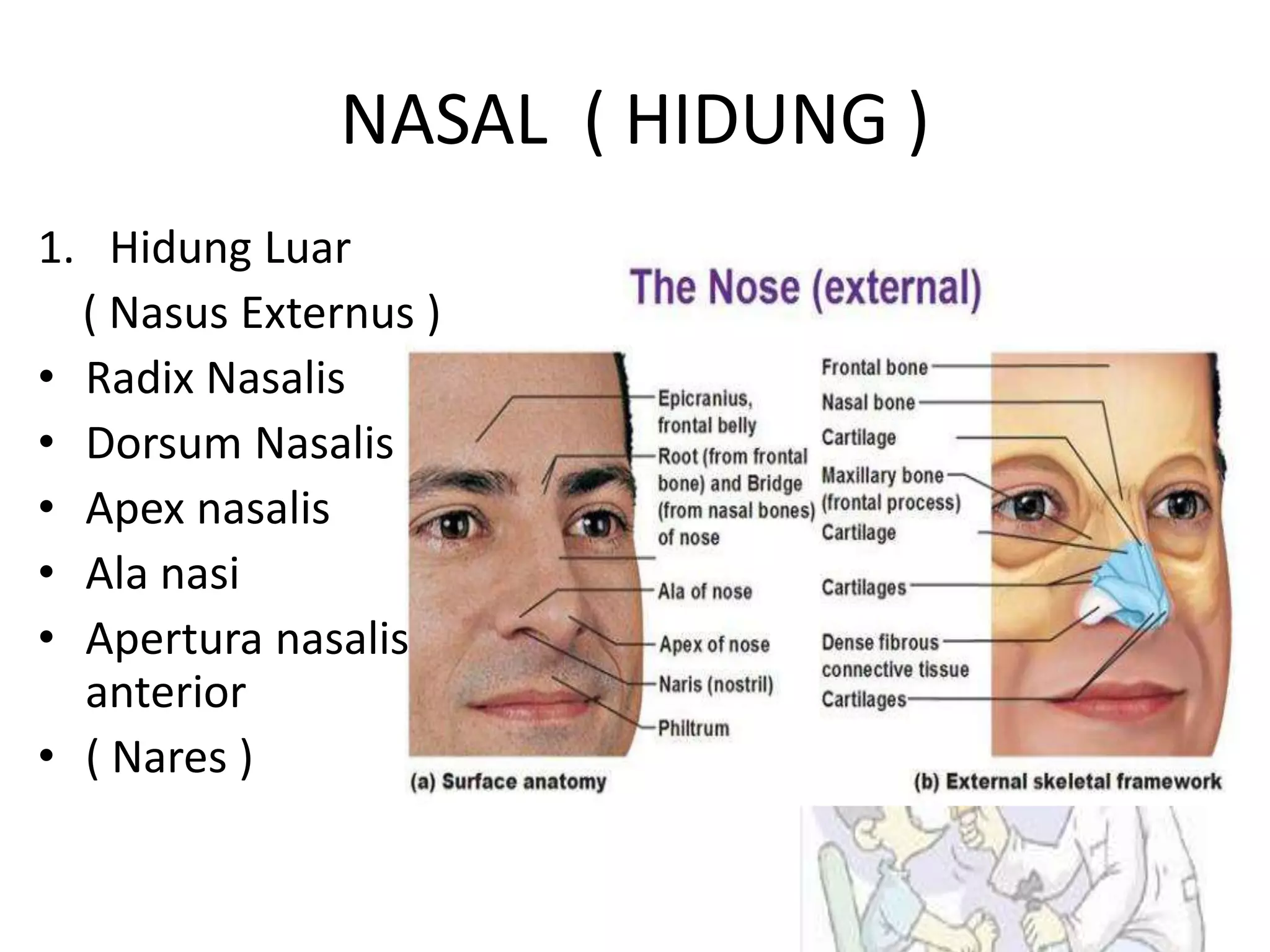 Anatomi hidung dan tenggorokan | PPTX