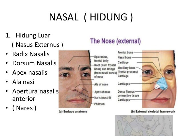 Anatomi hidung dan tenggorokan
