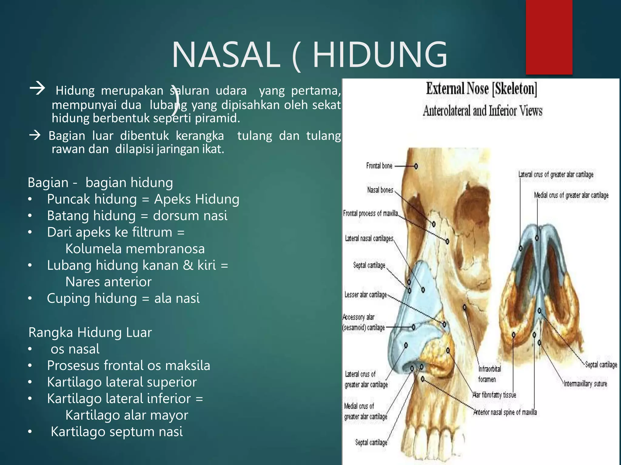 anatomi hidung luar.pptx