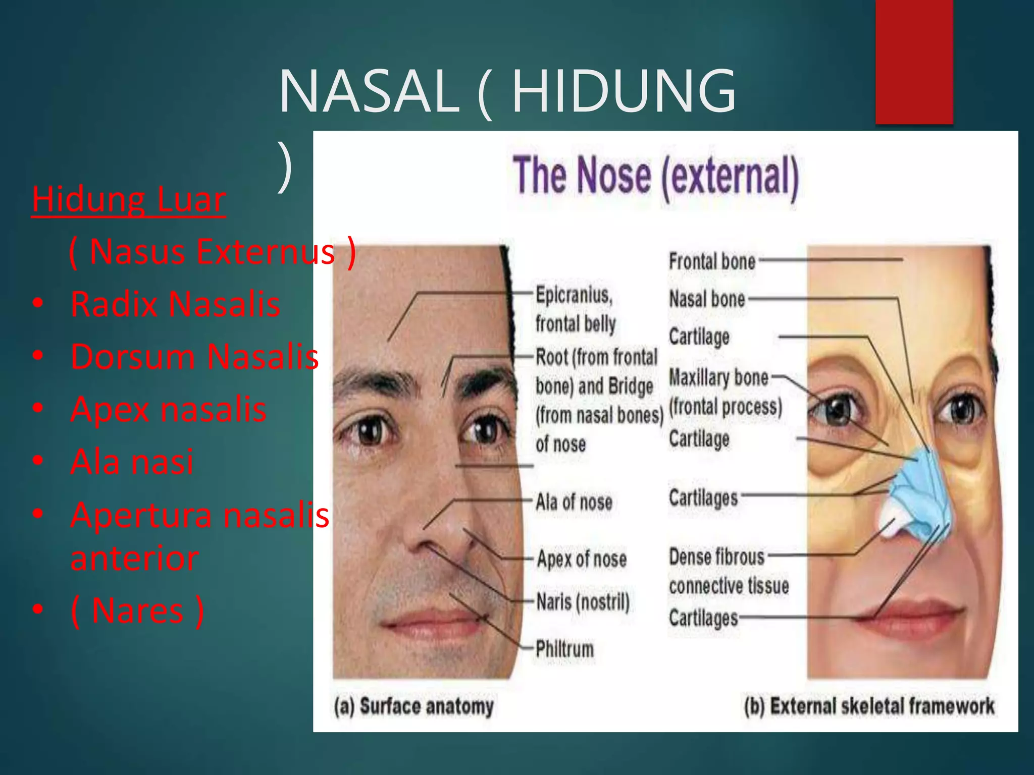 anatomi hidung luar.pptx