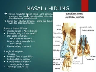 anatomi hidung luar.pptx