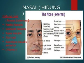 anatomi hidung luar.pptx