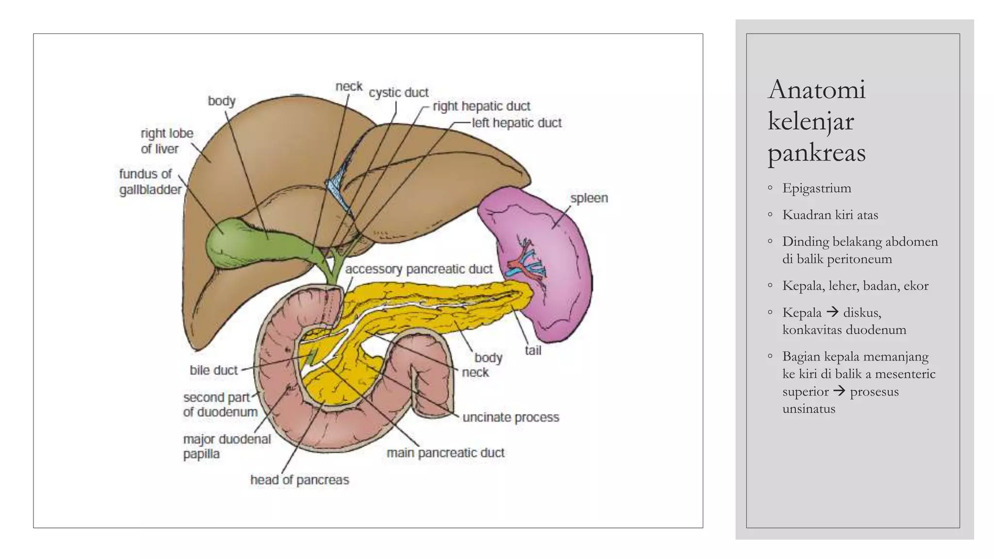 Anatomi, histologi, dan fisiologi pankreas.pptx