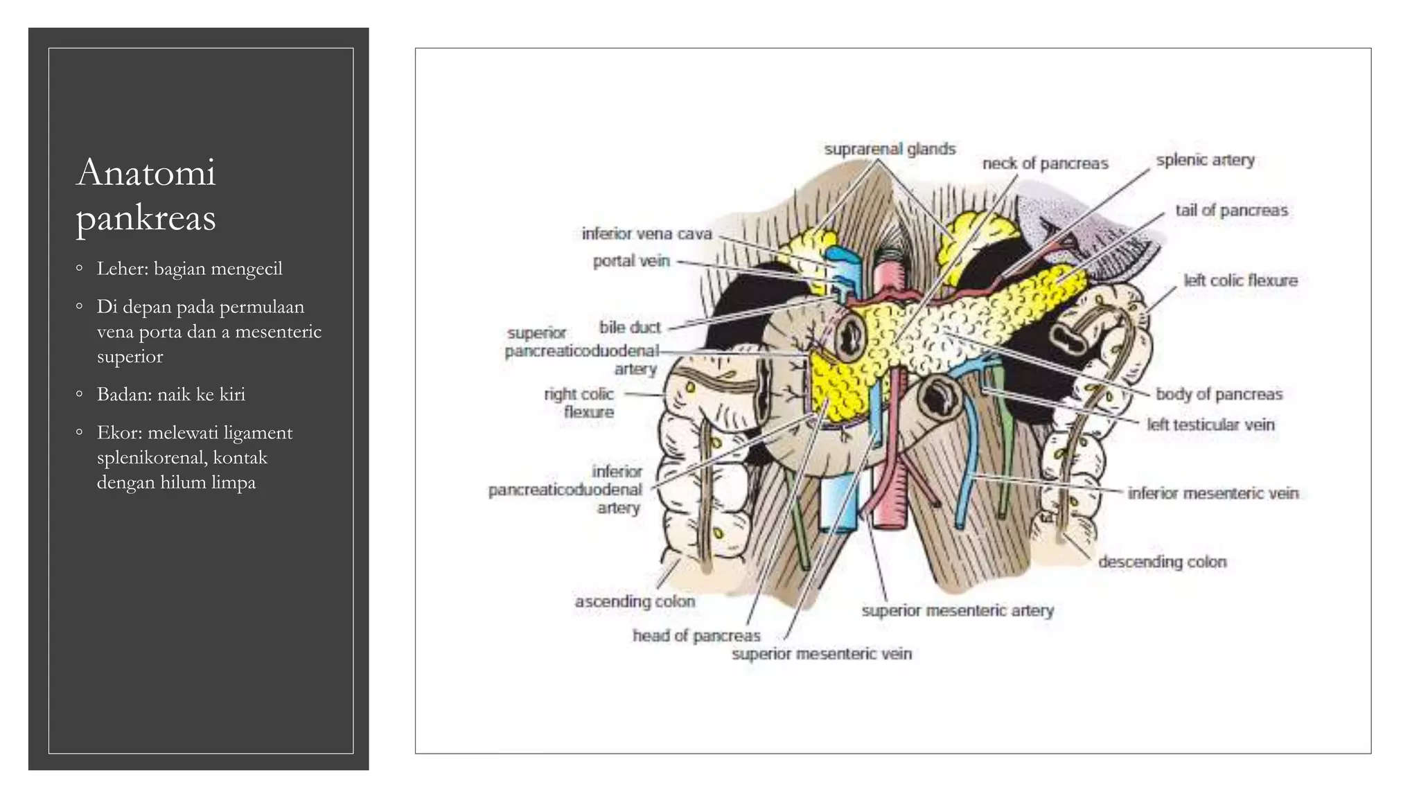Anatomi, histologi, dan fisiologi pankreas.pptx