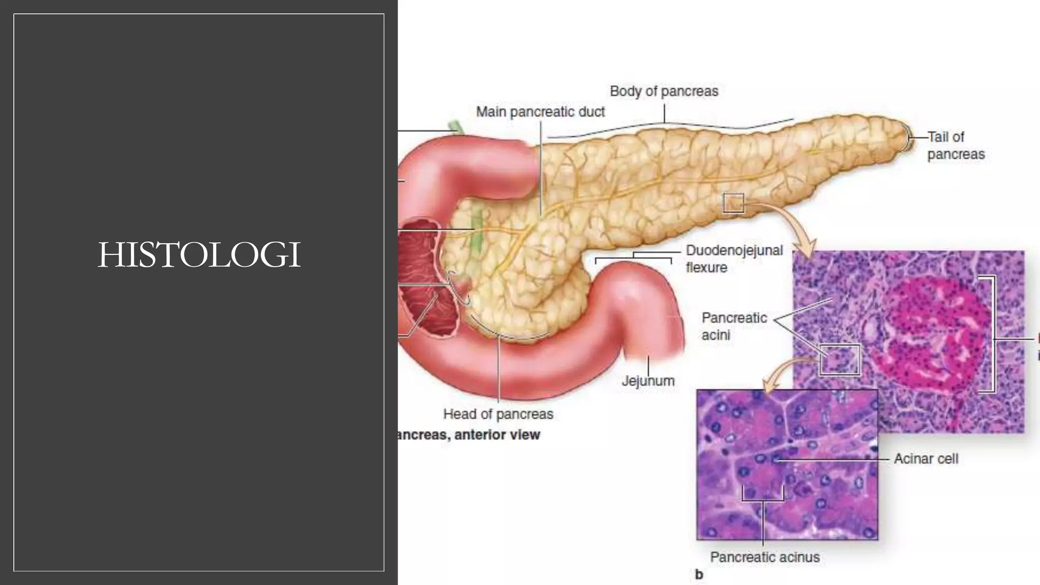 Anatomi, histologi, dan fisiologi pankreas.pptx
