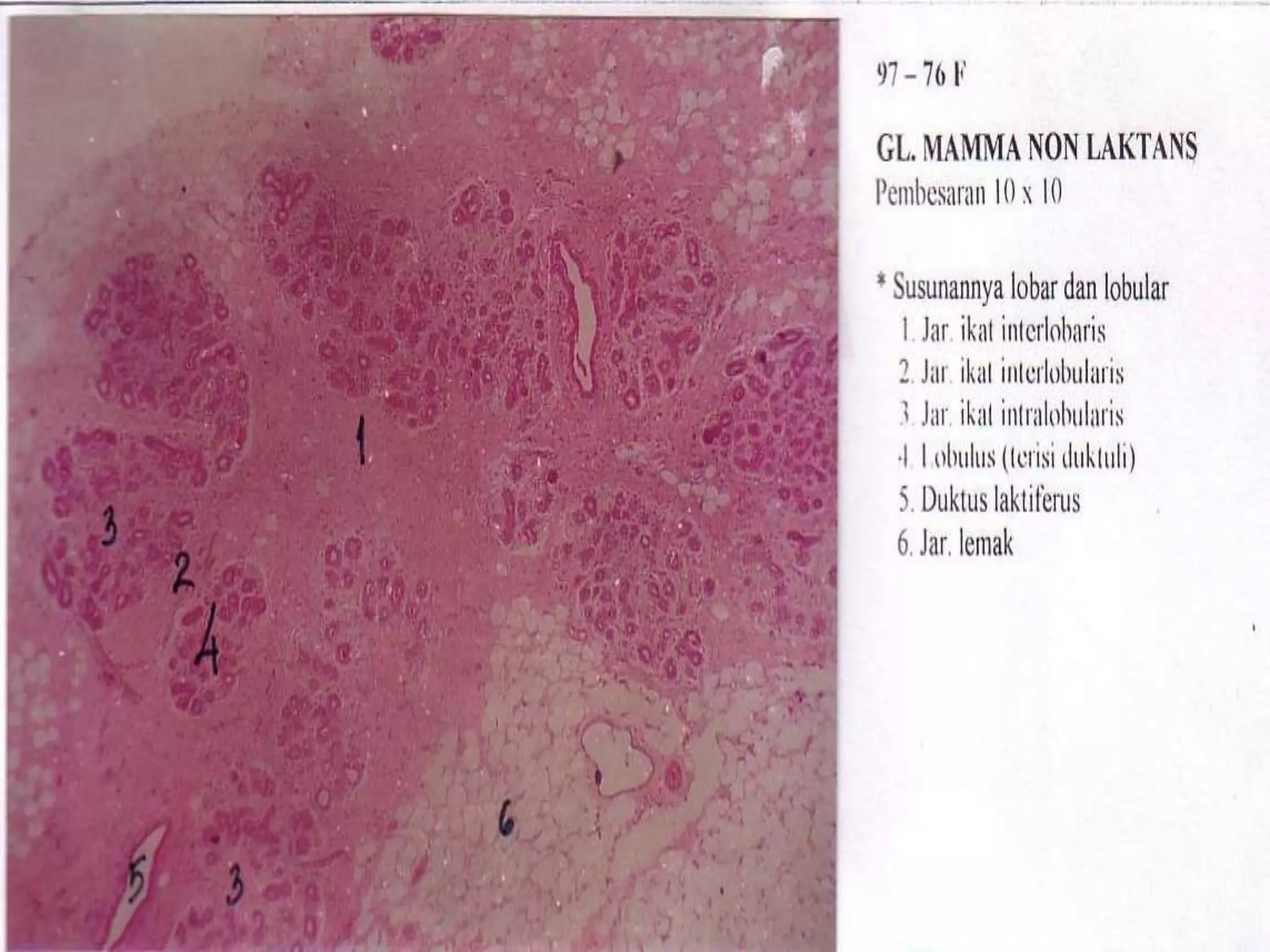 Anatomi histologi fisiologi mammae.ppt