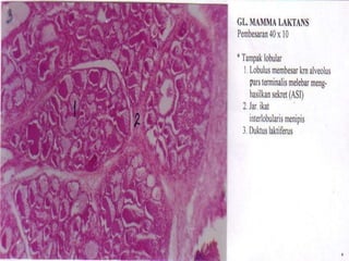 Anatomi histologi fisiologi mammae.ppt