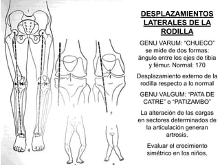Anatomia: Rodilla - Pierna - Pie | PPTX