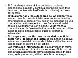 Anatomia: Rodilla - Pierna - Pie | PPTX