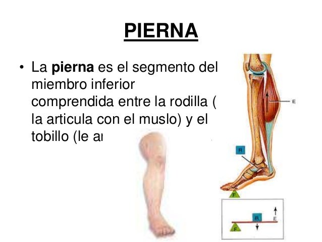 Partes de la pierna anatomia - Imagui